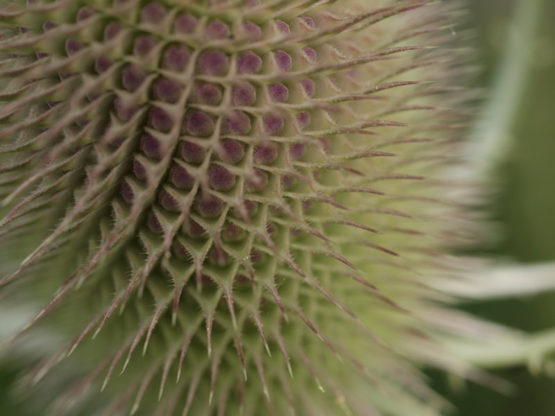 Marjon's fotoblog: tuintje, slakjes en kolibrievlinder